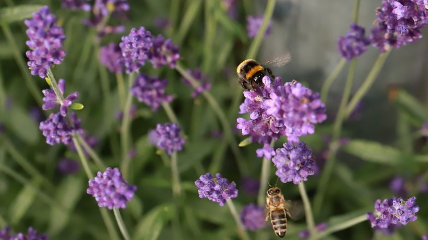 FEOL - Világszintű cél a beporzó rovarok megmentése – egyre több faj ...