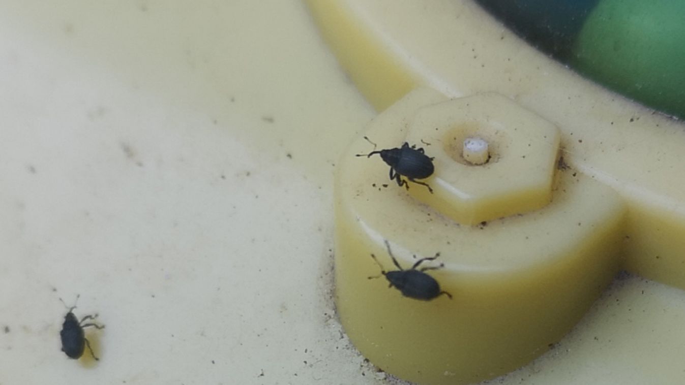 Ormányos bogarak lephették el a székesfehérvári Öreghegyet