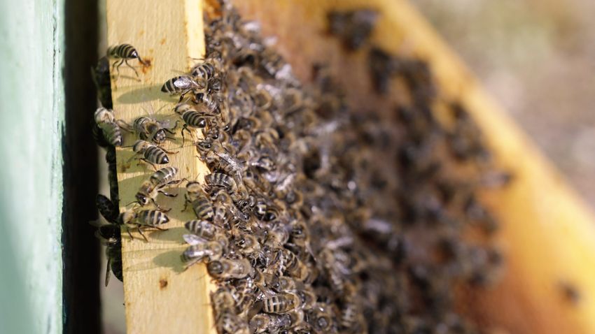 FEOL - Figyeljünk a beporzó rovarokra!