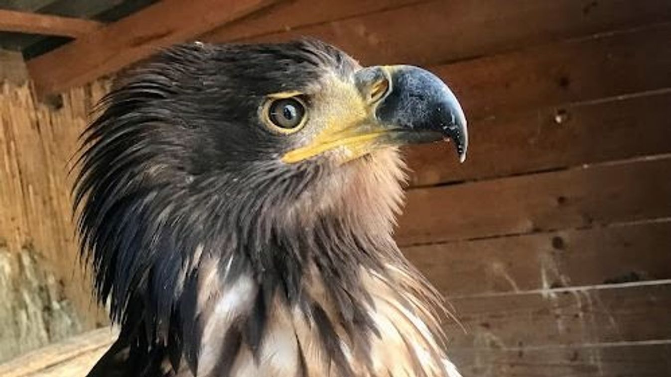 A vadmadárkórház sztárja a fenséges réti sas, Rudy