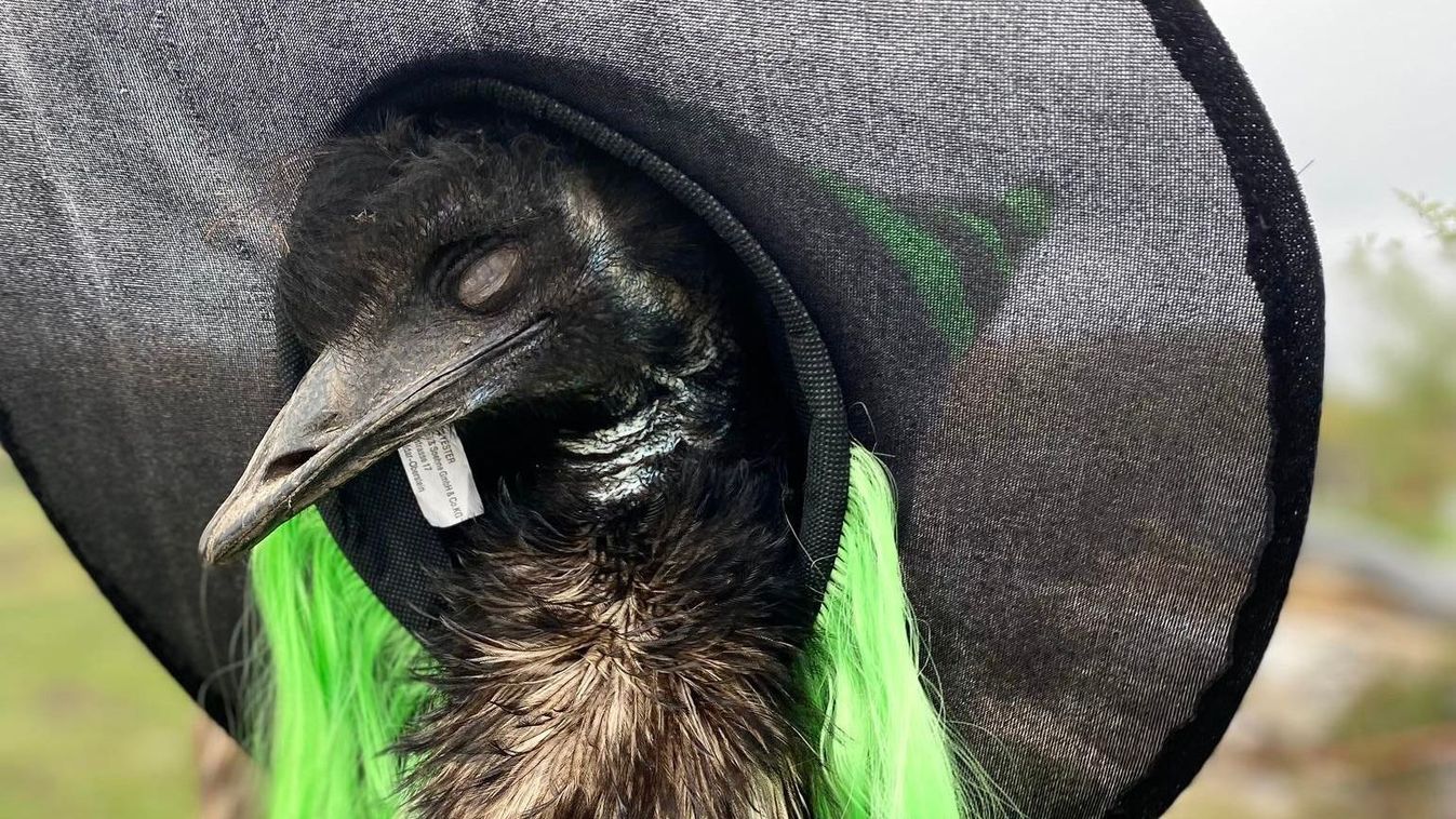 Egon, a sármos, négy éves emu lett olvasóink kedvence