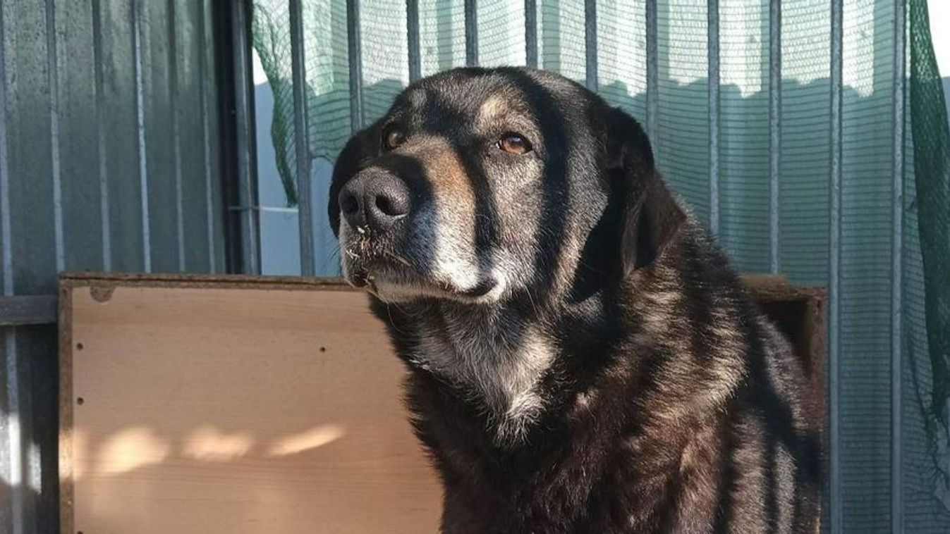 Egy évtizede az ASKA Állatmenhely lakója már Csibész