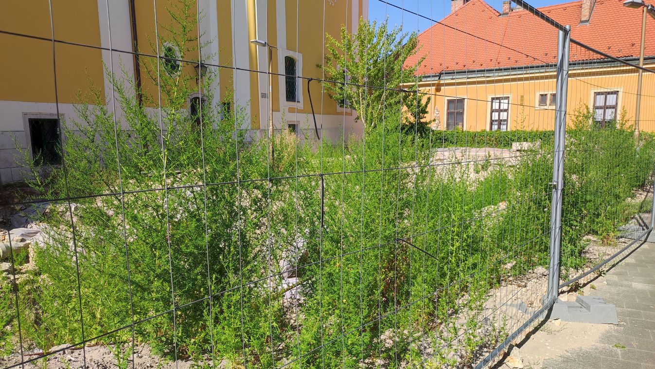 Elburjánzott parlagfű lenne a hamarosan megújuló Géza nagyfejedelem ...