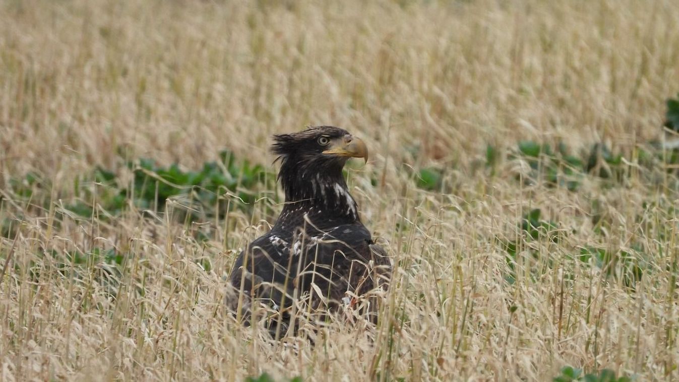 Az év legszebb sikere a felépült réti sas