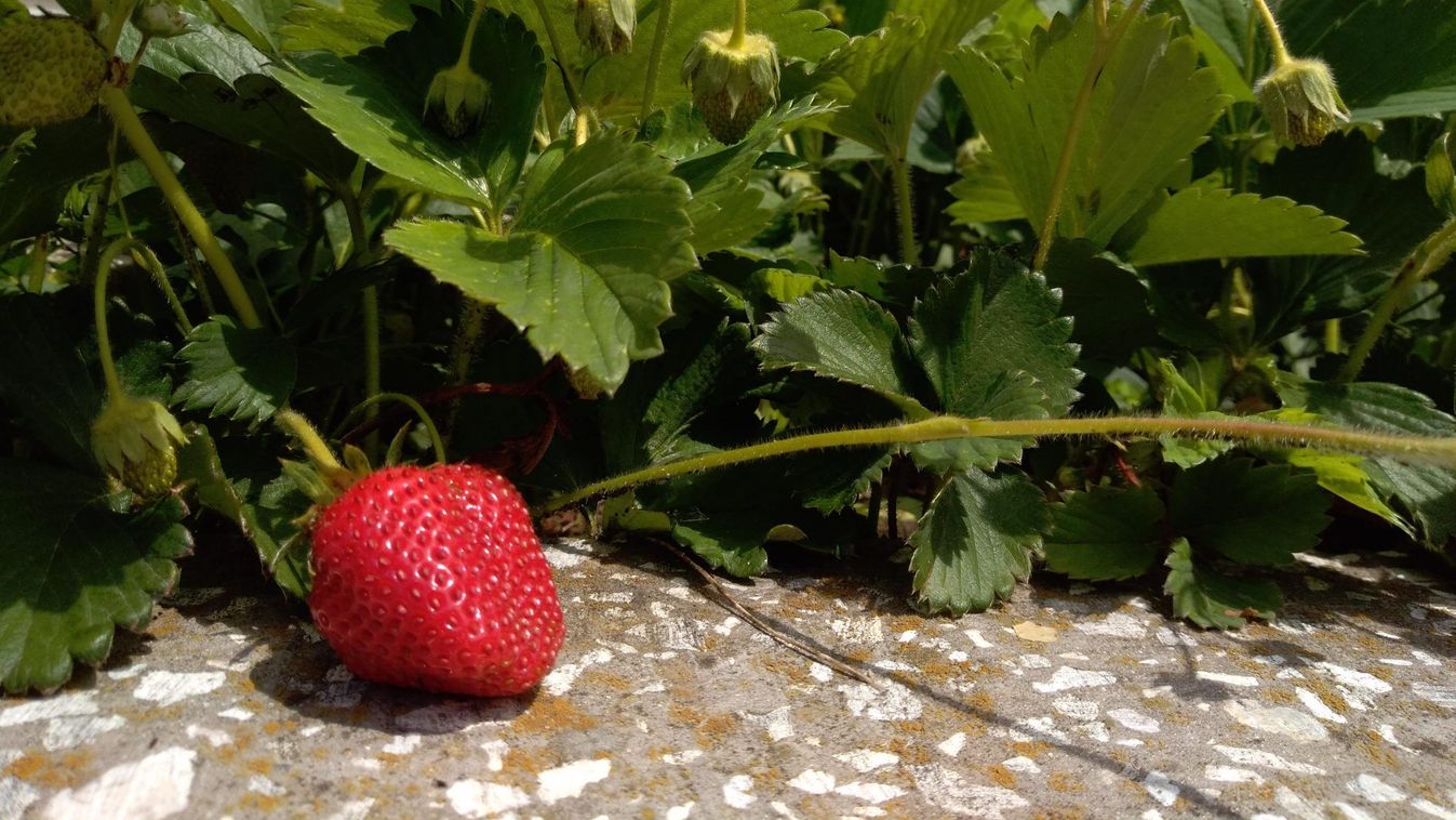 Eper és málna a májusi hidegben