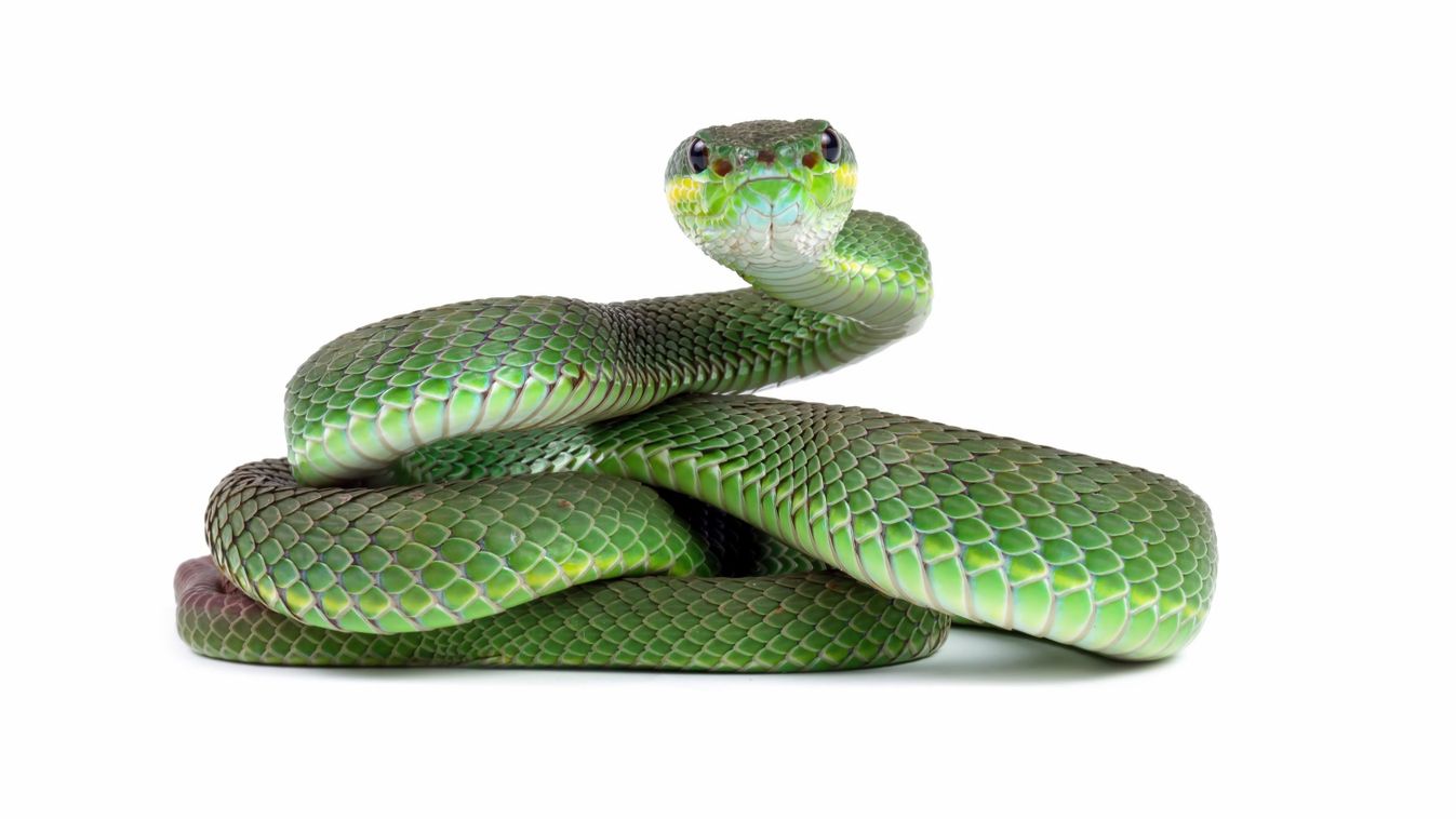 Homoki vipera mart halálra egy nőt Szlovéniában