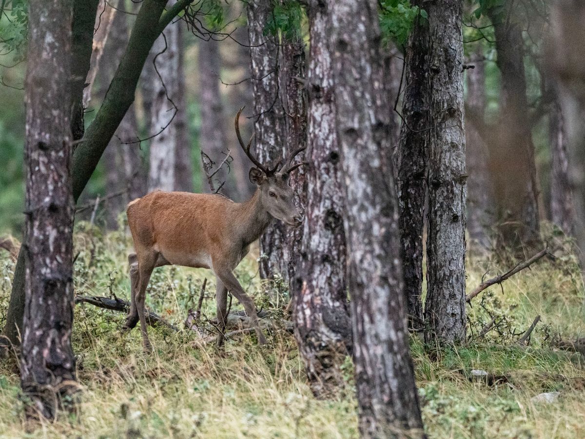 A szarvasbőgés és a kirándulás időszaka – Kedvcsináló a Vértesből