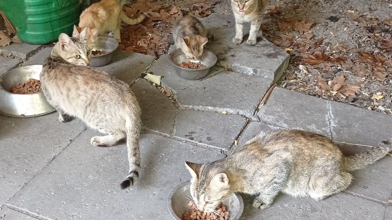Ivartalanítási támogatás kedvenceknek: műtét, oltás és mikrochip ...