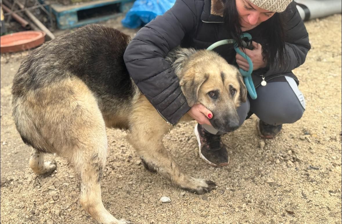 Fema Állatmentő Egyesület: megmentették Tóbiást