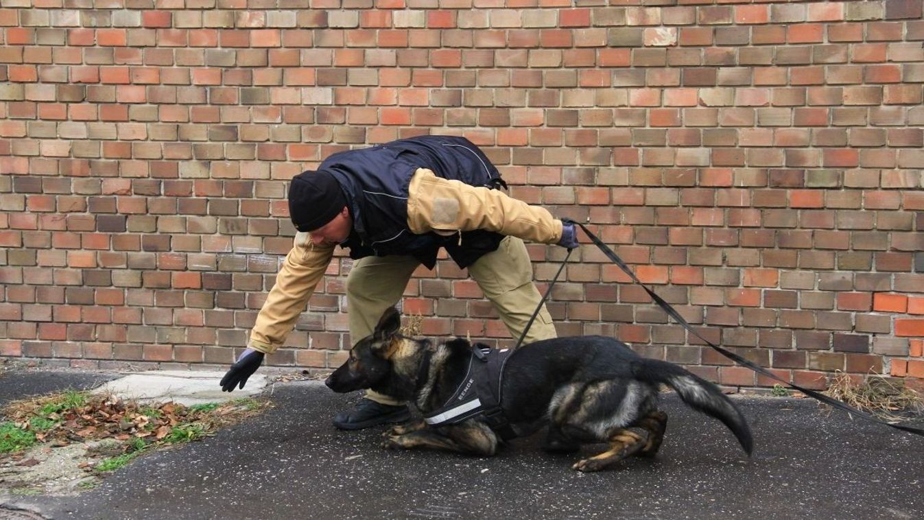Rendőr kutyák akcióban: közös szakmai képzés Székesfehérváron